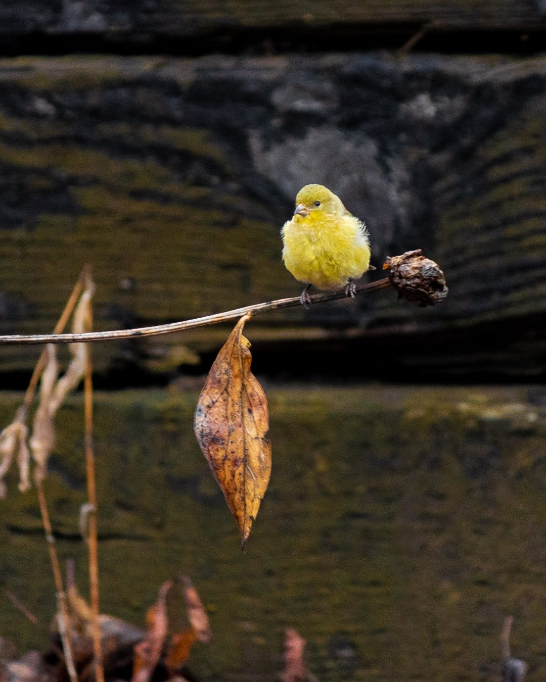 Picture (Im)perfect - The Classical Difference